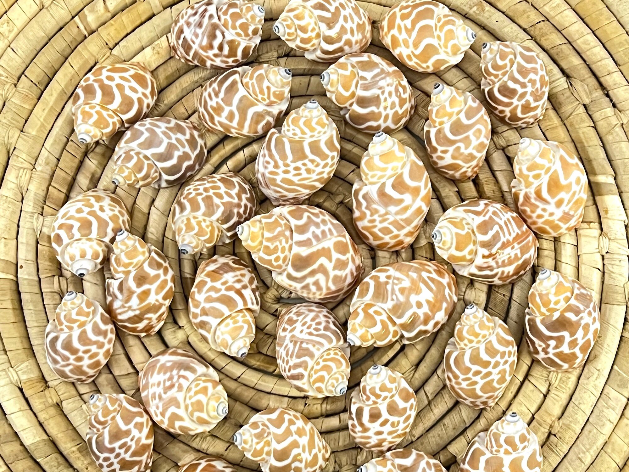 Babylon Shell, Babylonia Spirata, Japanese, Tan and White Patterned ...