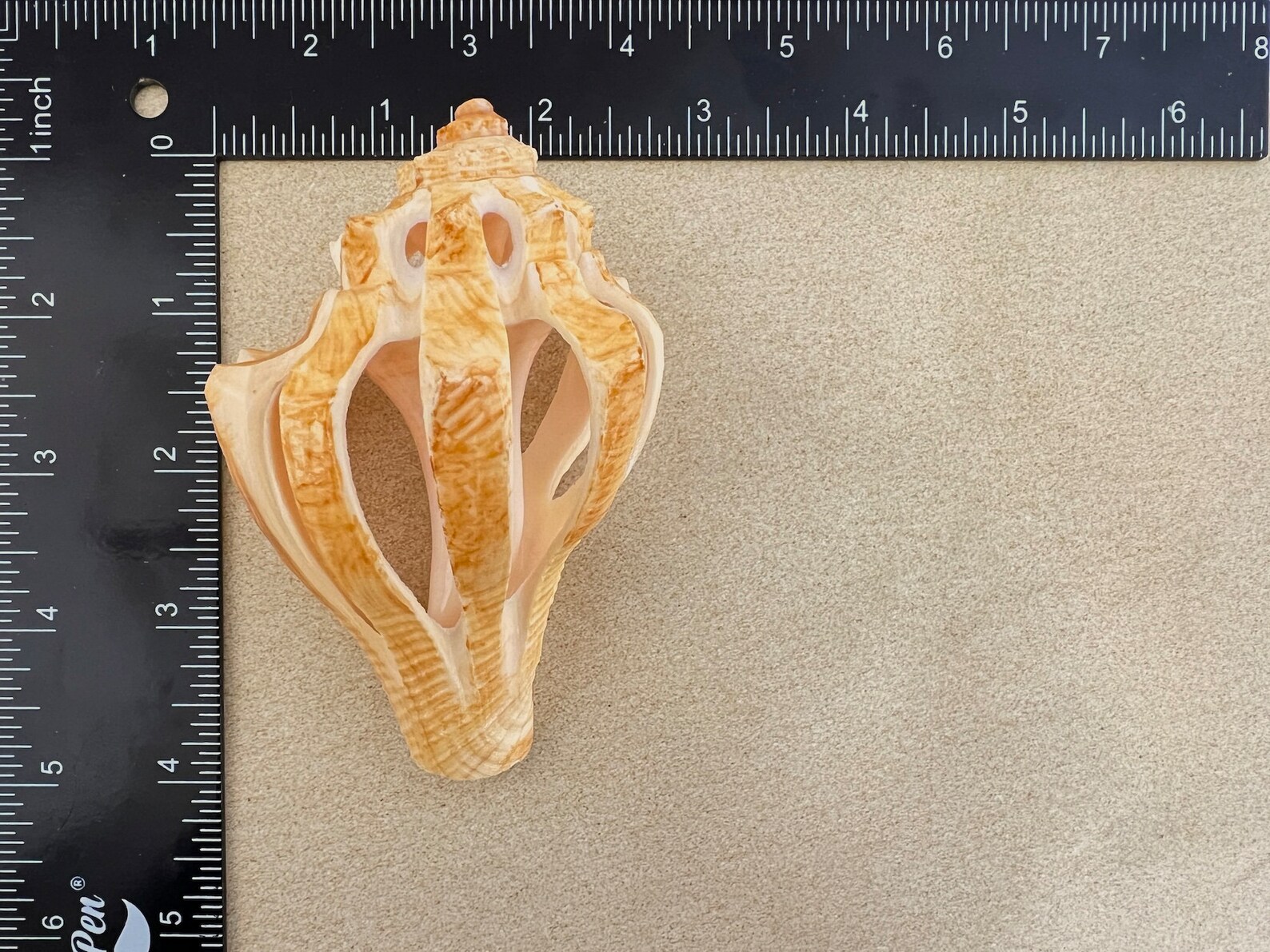 Sliced Shell, Golden Decorative Seashell, 3.5"-4", Beach Decor, Craft ...