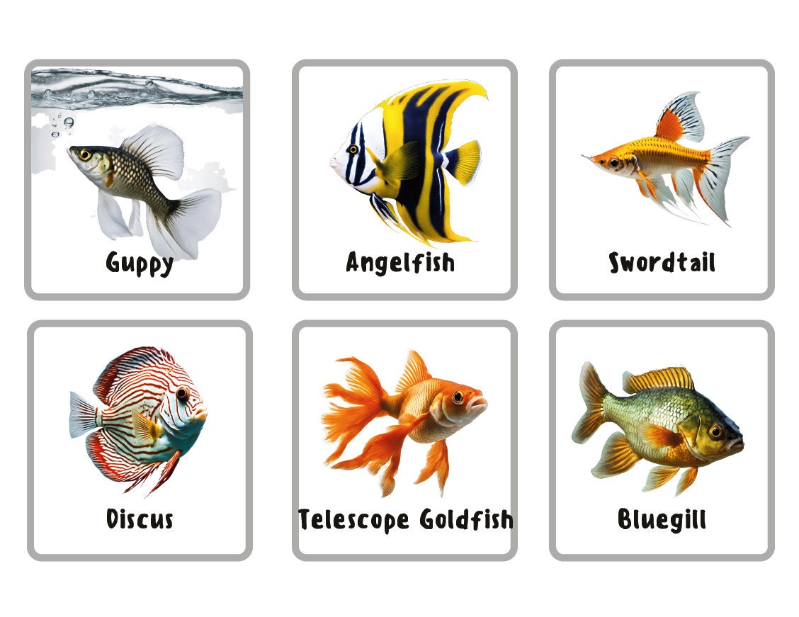 Freshwater Fish Flash Cards for Kids: Printable PDF Home - Etsy