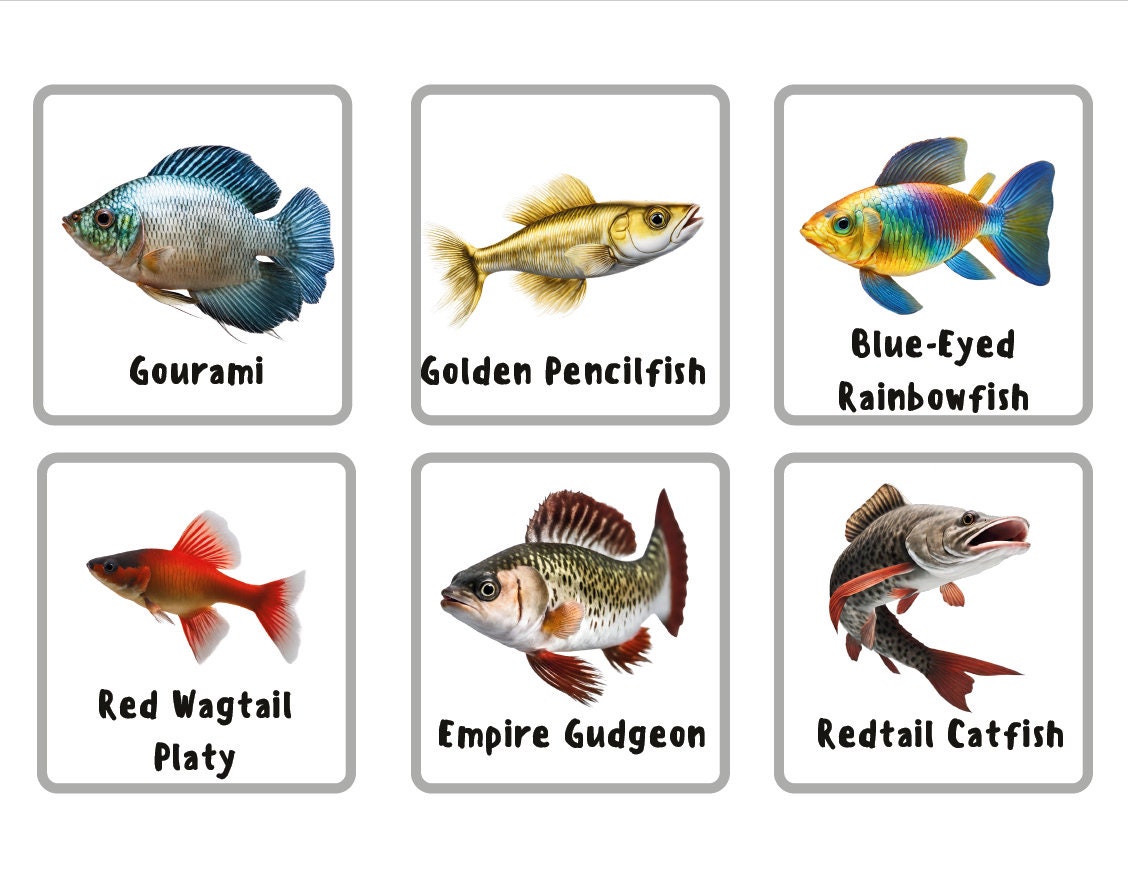 Freshwater Fish Flash Cards for Kids: Printable PDF Home - Etsy
