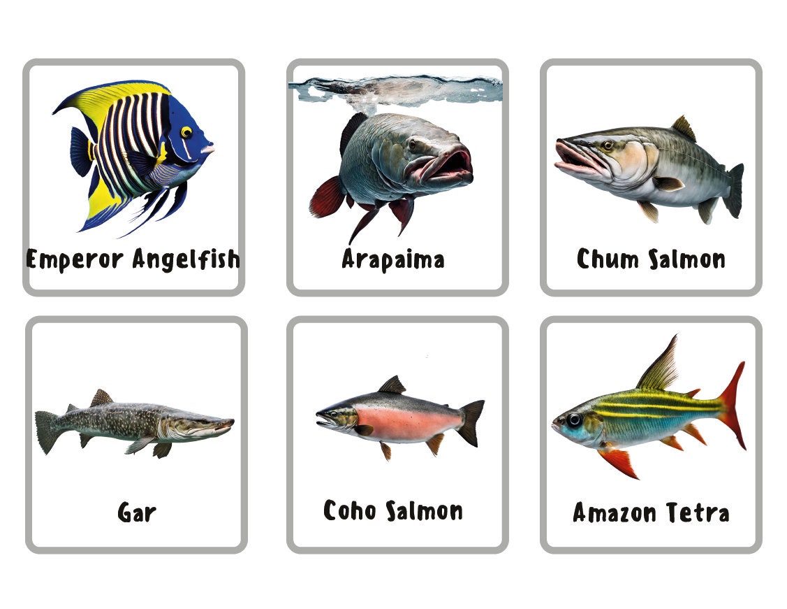 Freshwater Fish Flash Cards for Kids: Printable PDF Home - Etsy