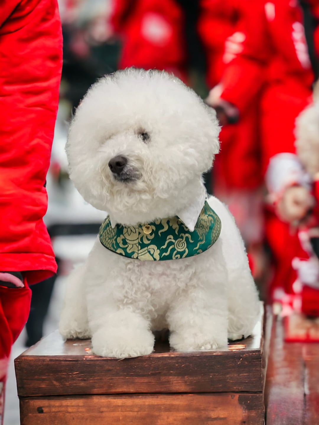 Dog Capes, Pet Gifts, Chinese New Year Capes, Lunar Year Capes, Cape ...