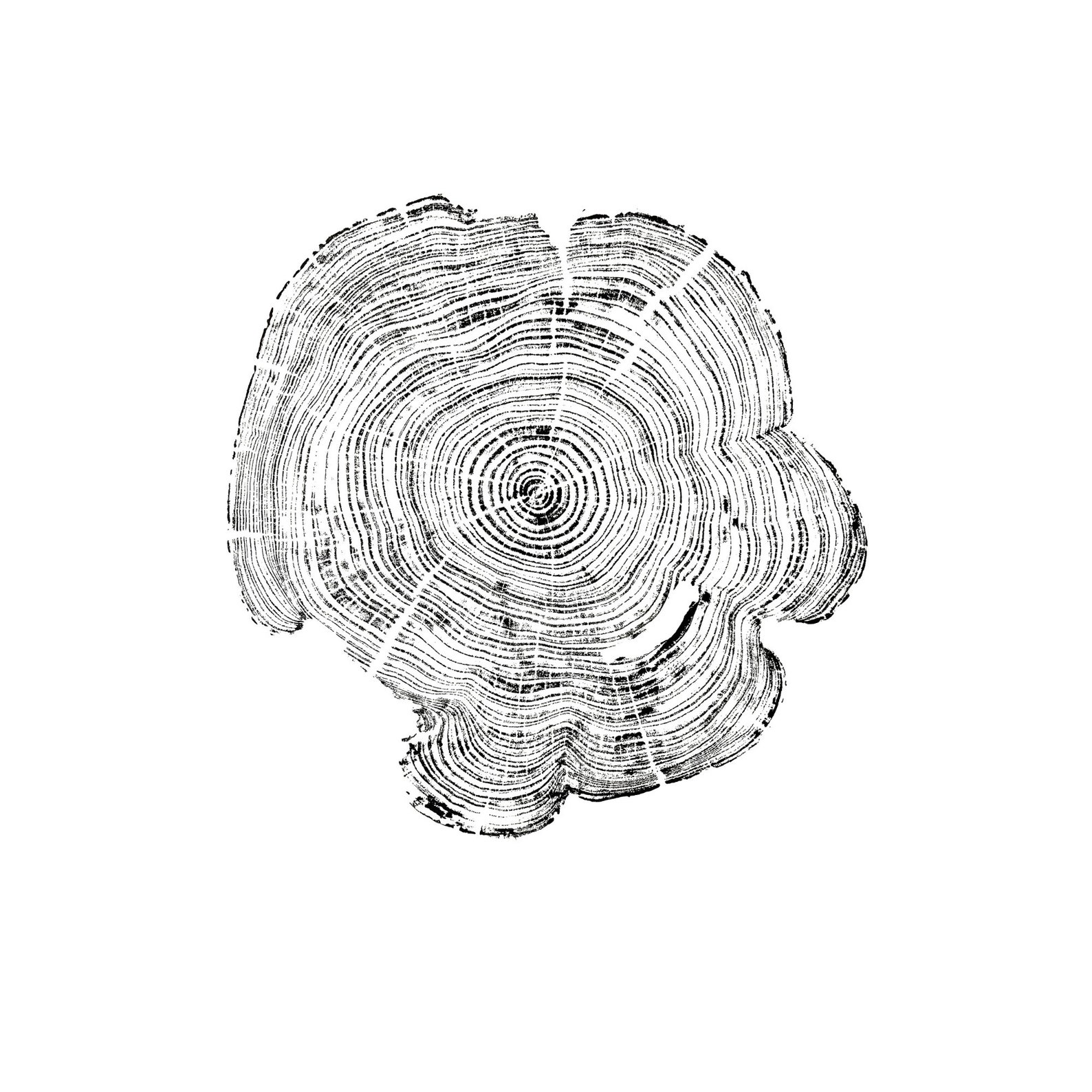 Cedar, Handmade, Tree Ring Print, Wood Block Print, in High Quality ...
