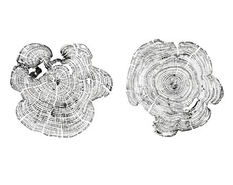 White Pine, Handmade, Tree Ring Print, Wood Block Print, in High ...