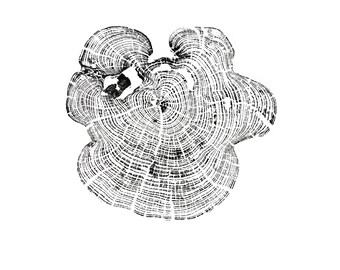 White Pine, Handmade, Tree Ring Print, Wood Block Print, in High ...