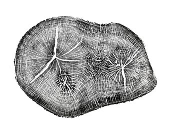 White Pine, Handmade, Tree Ring Print, Wood Block Print, in High ...