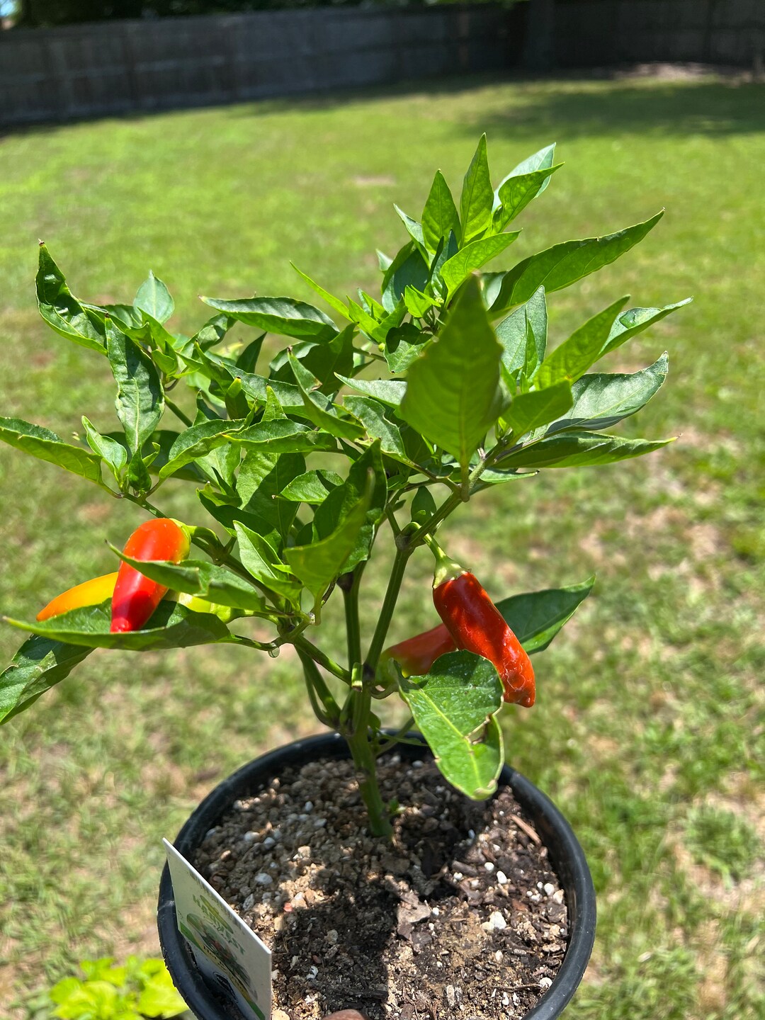 Hot Burrito Pepper Seeds 20 - Etsy