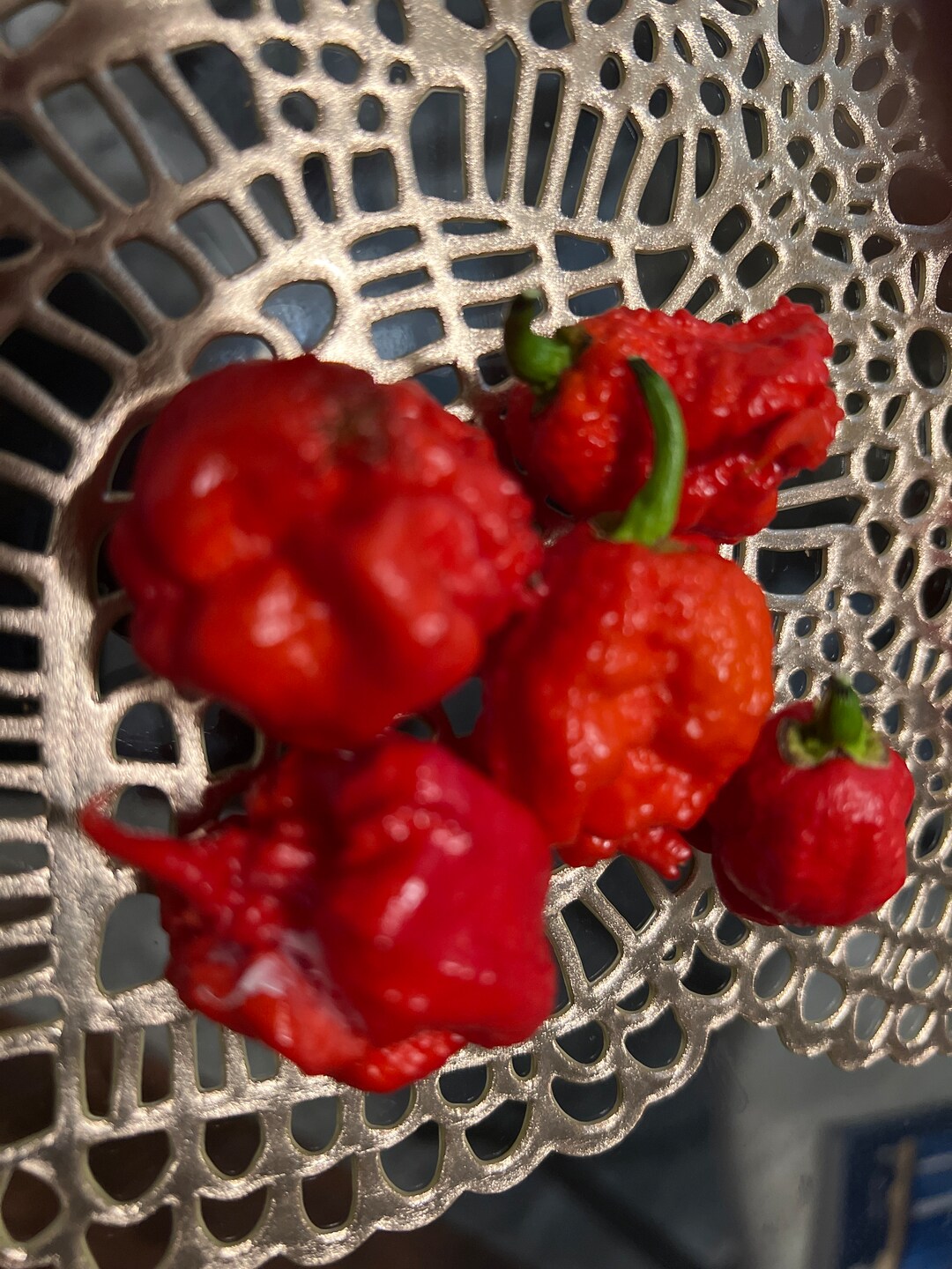 Carolina Reaper Seeds - Etsy