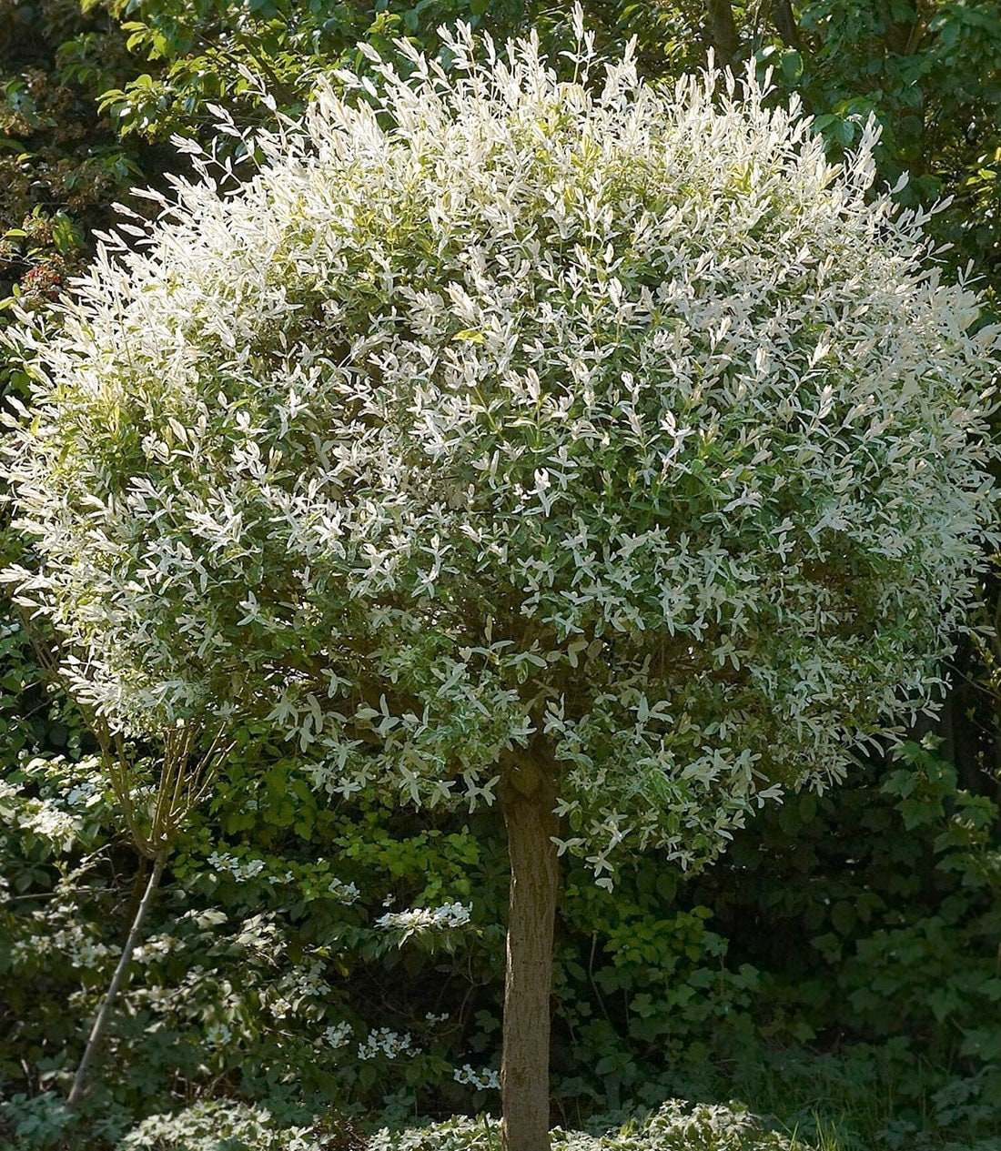Dappled Willow Cuttings - Etsy