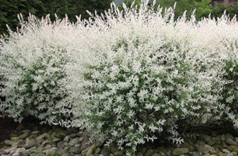 Dappled Willow Cuttings - Etsy