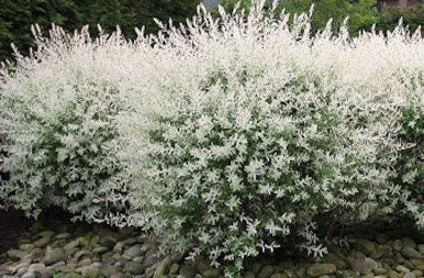 Dappled Willow Cuttings - Etsy