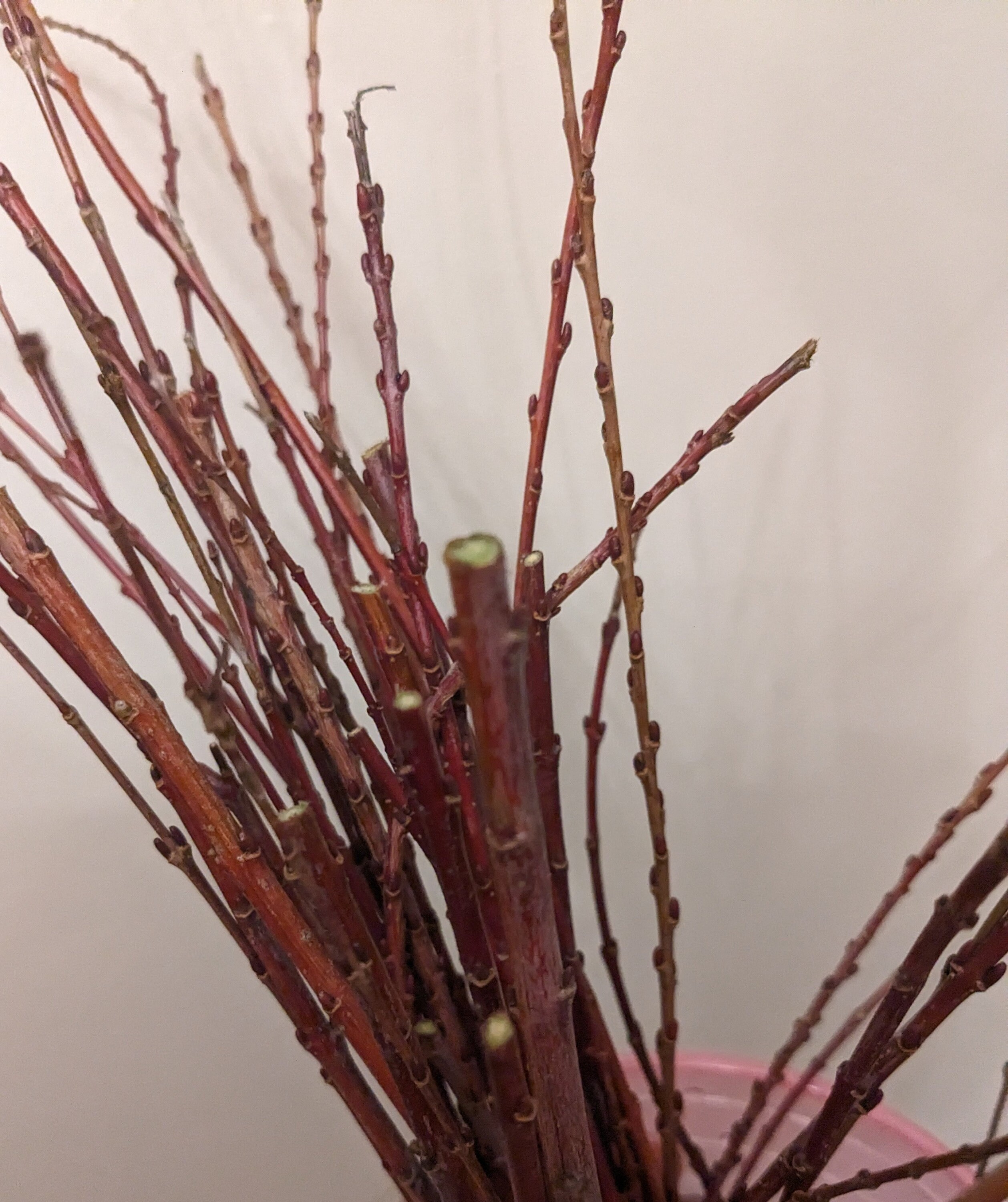 Dappled Willow Cuttings - Etsy