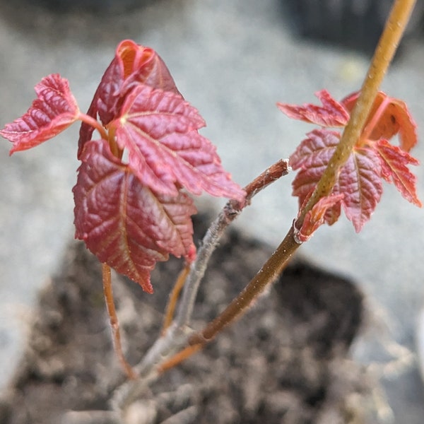 Red Maple Tree - Etsy