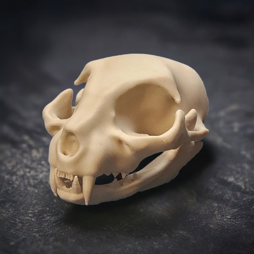 Realistic Cat Skull Model Halloween 2025 Decor Spooky Animal Anatomy ...