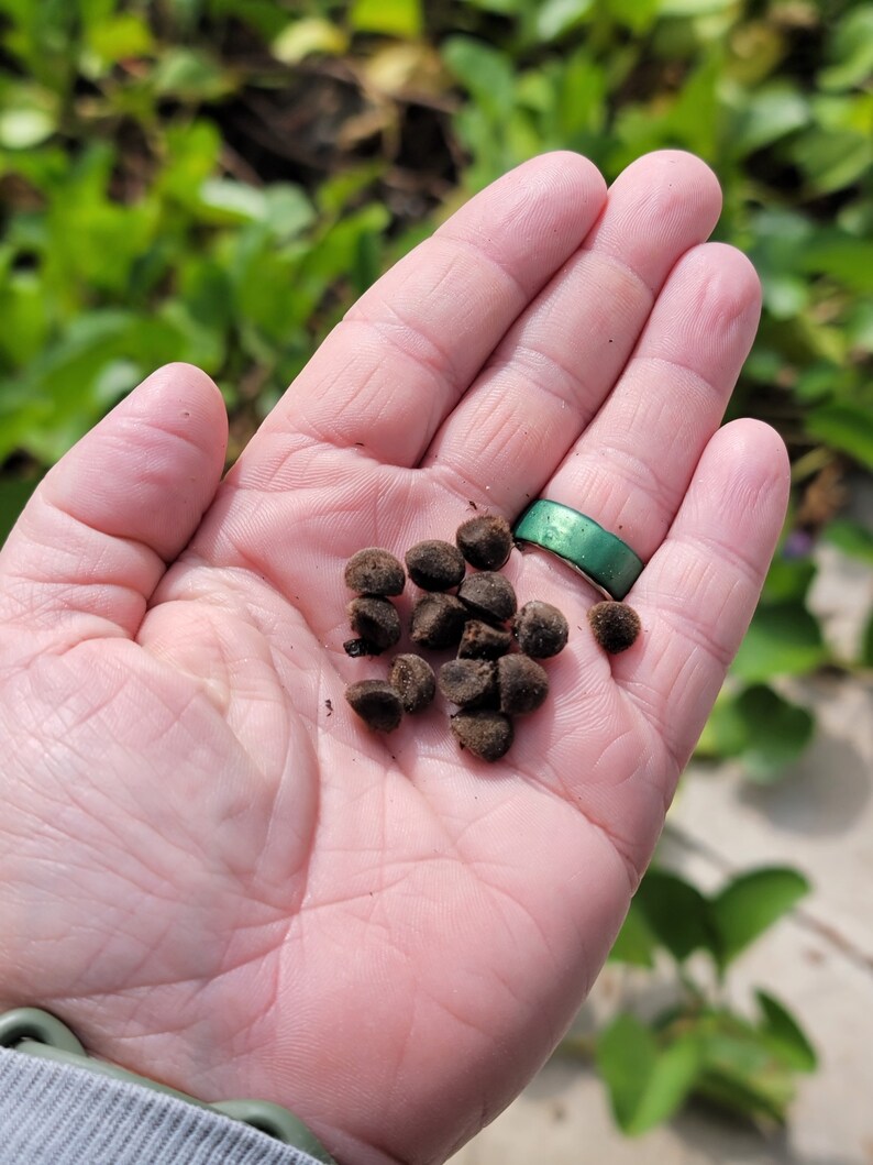 Railroad Vine - Etsy