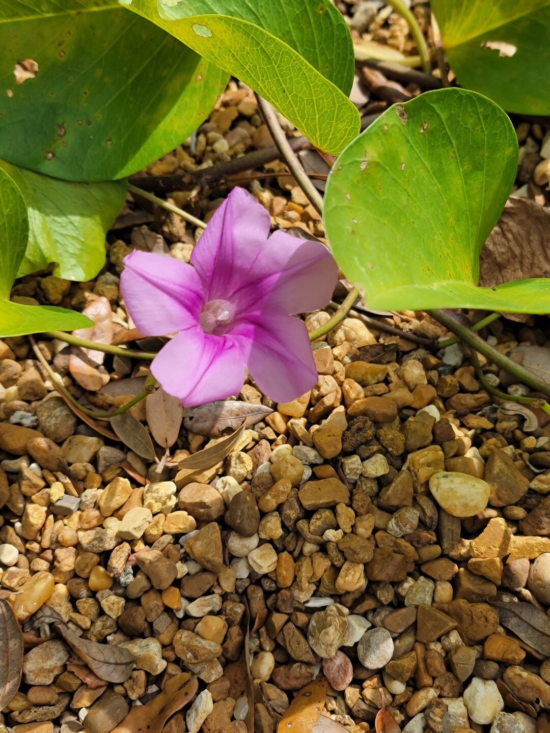 Railroad Vine - Etsy