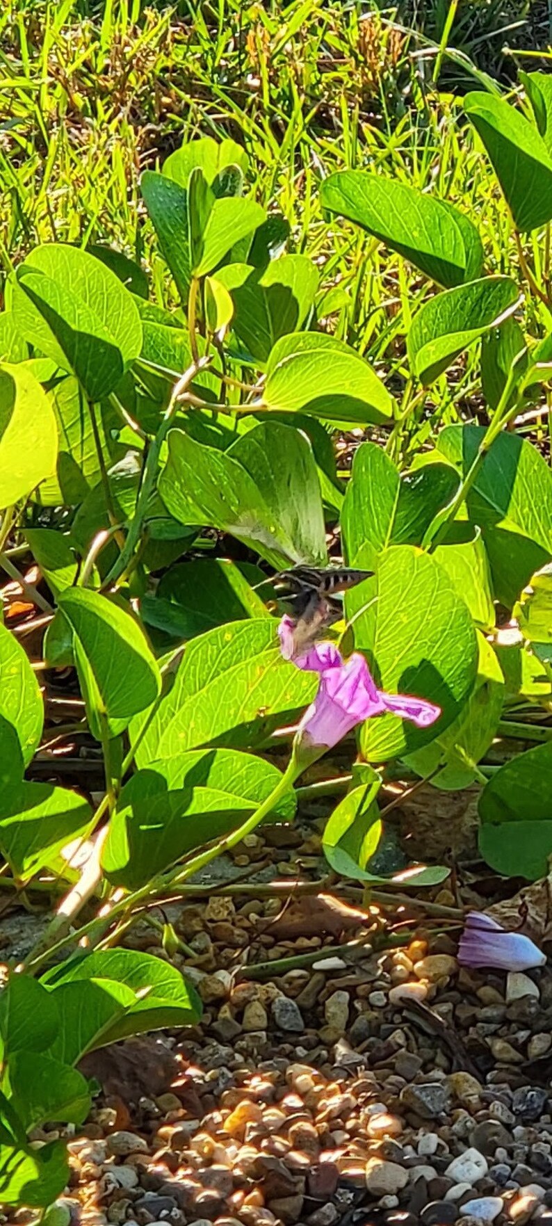 Railroad Vine - Etsy
