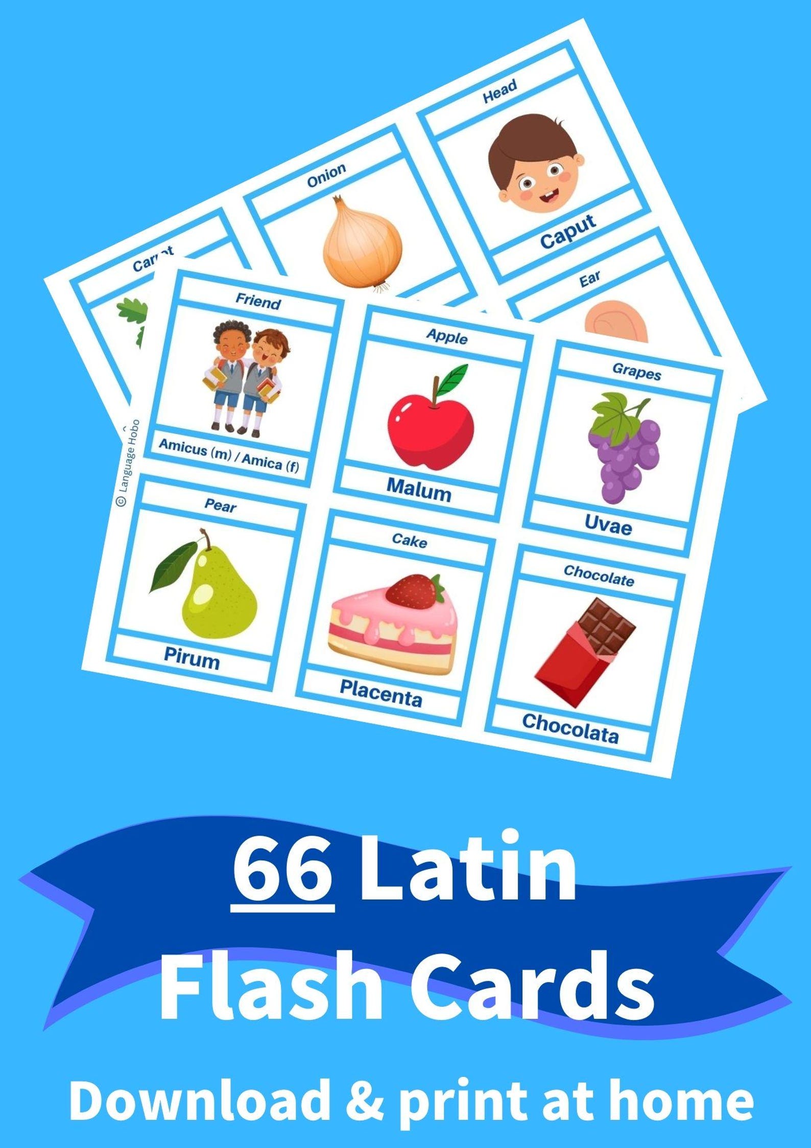 Printable LATIN Flashcards [PDF DOWNLOAD] - 66 First Words for ...