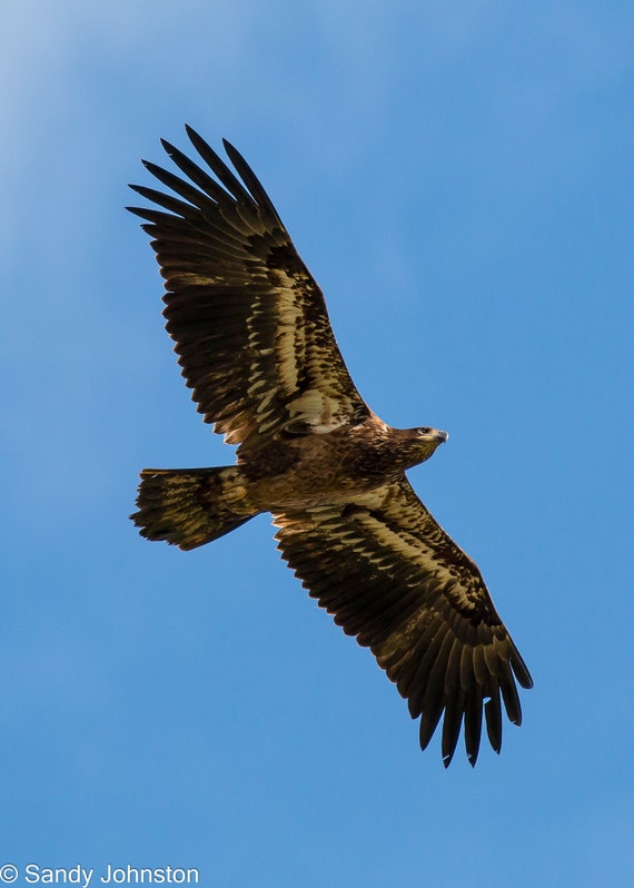 Juvenile Bald Eagle Flying: Matted Print on Metallic Paper - Etsy