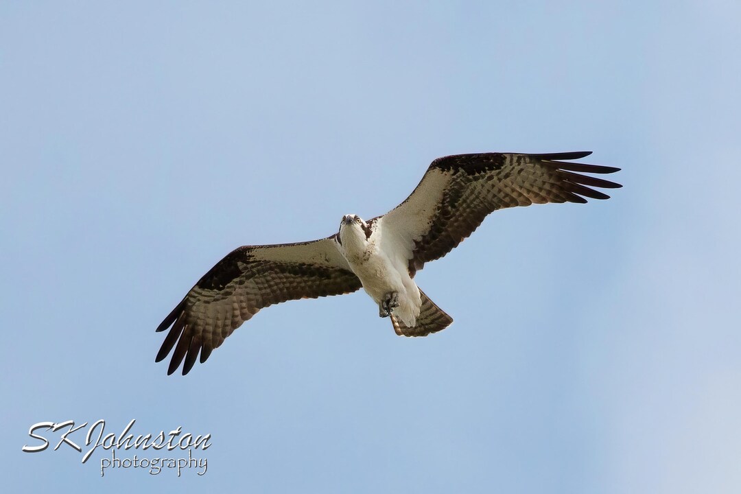 Flying Osprey: Matted Print on Metallic Paper - Etsy