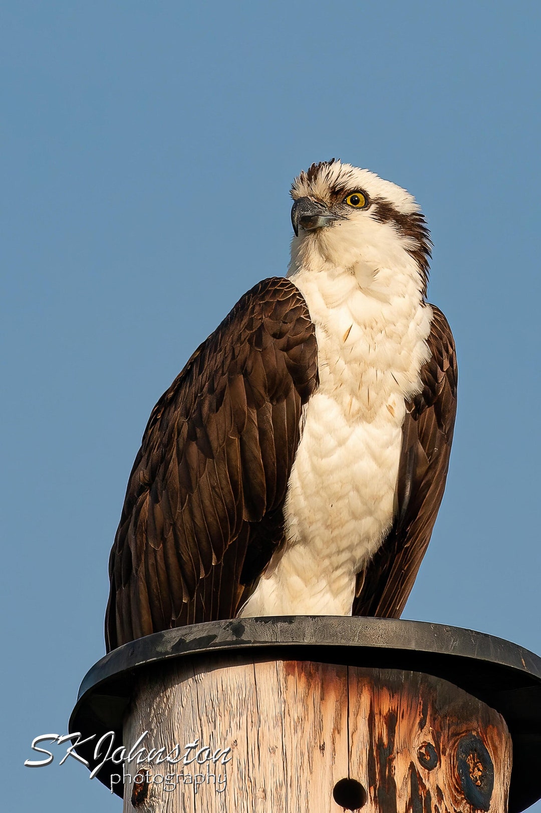 Osprey Perched: Matted Print on Metallic Paper - Etsy