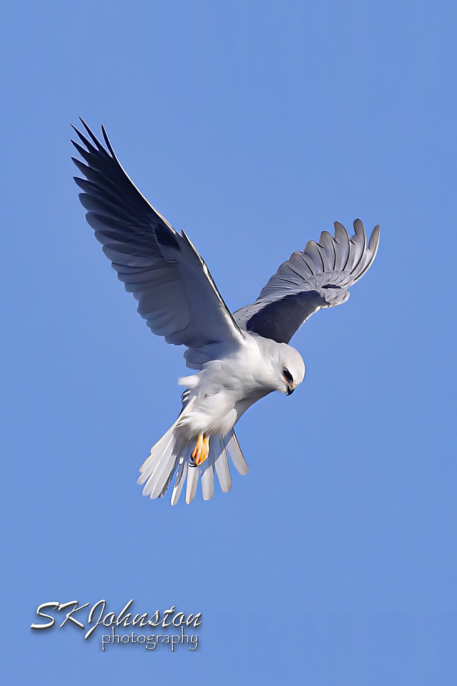 White-tailed Kite: Matted Print on Metallic Paper - Etsy