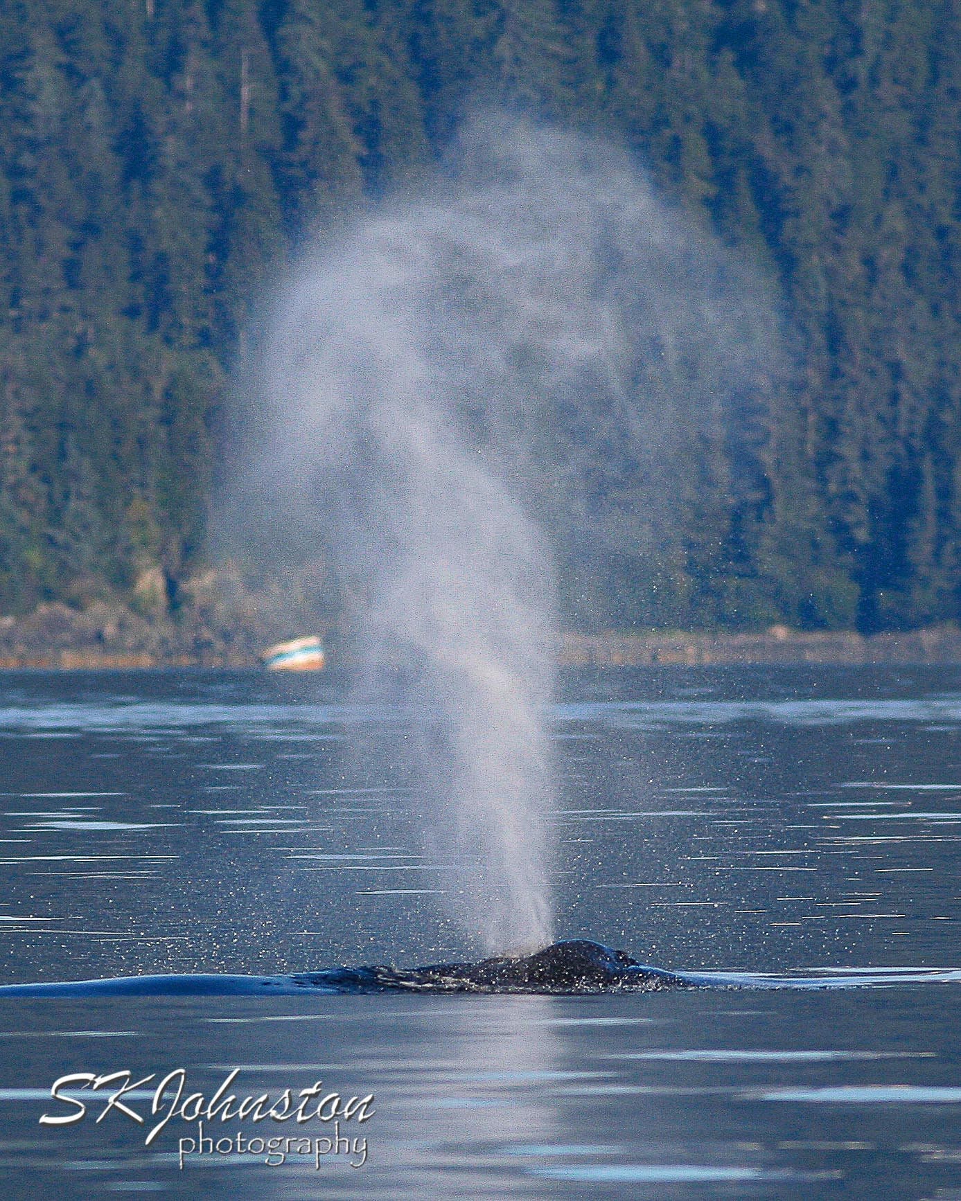 Alaska Humpback Whale Spout Photo: Matted Print on Metallic Paper - Etsy