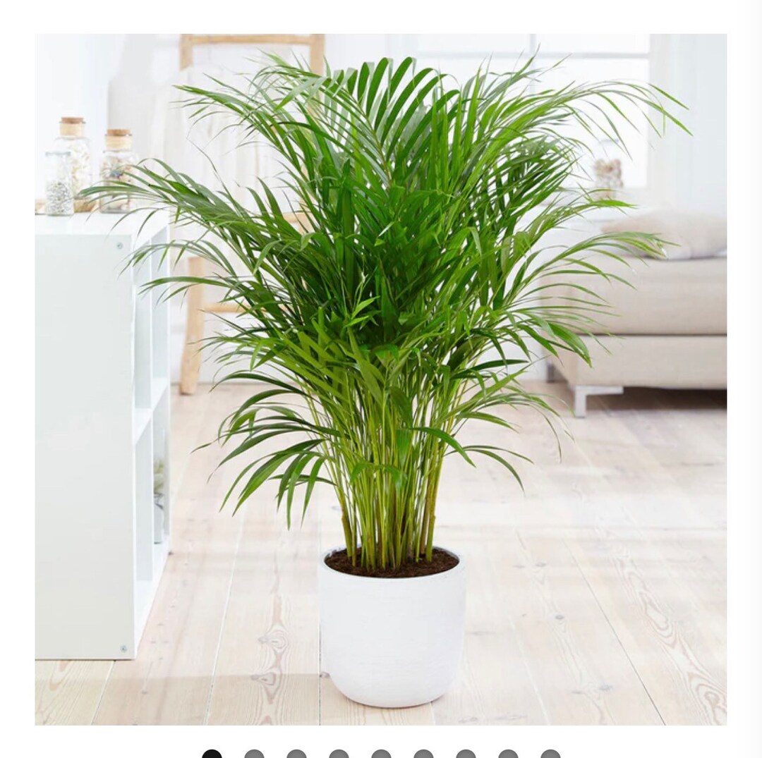 Areca Palm, BOGO, Indoor Palm, House Plant . Privacy Palm - Etsy