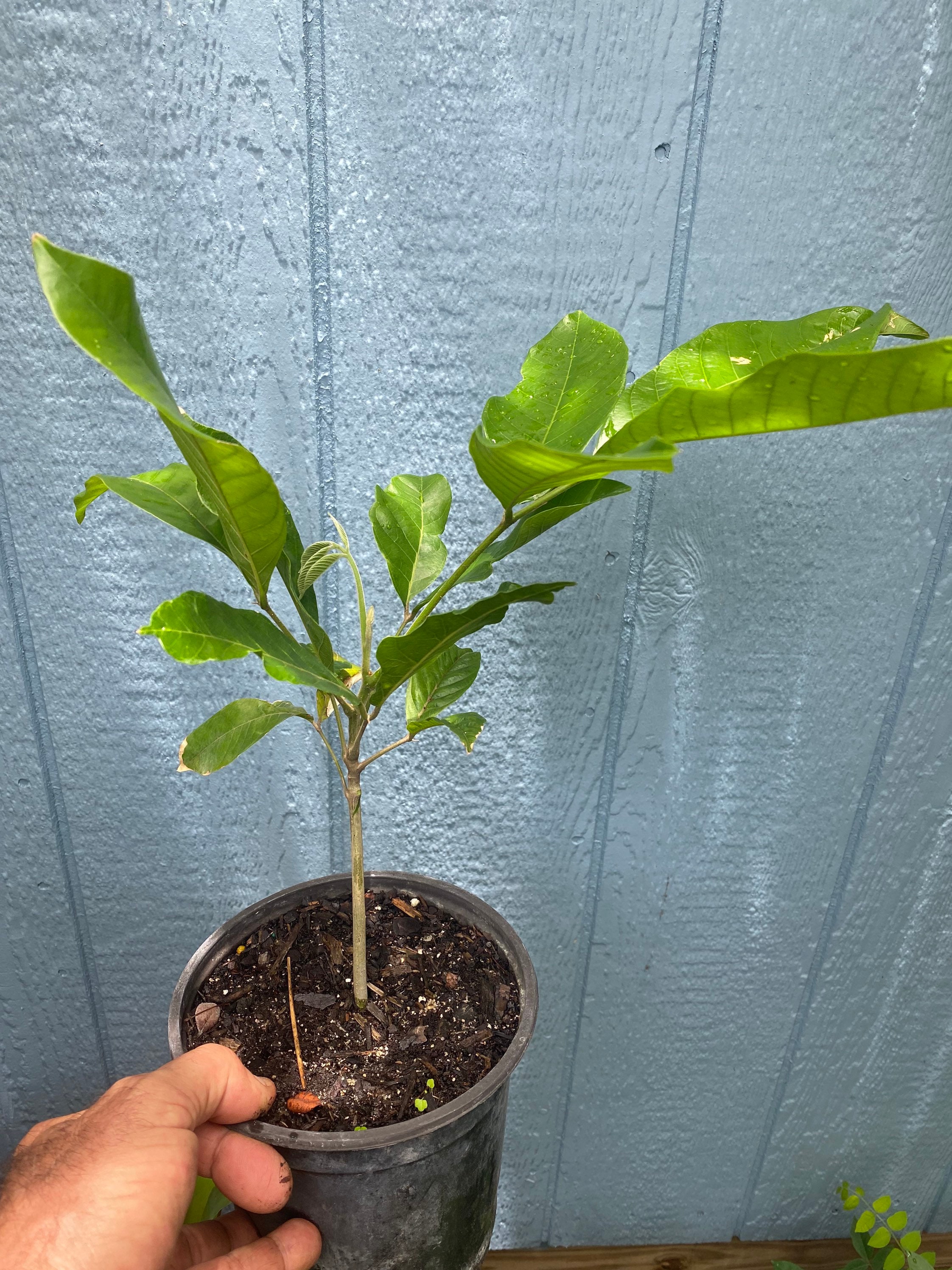 Jamaican Ackee Tree