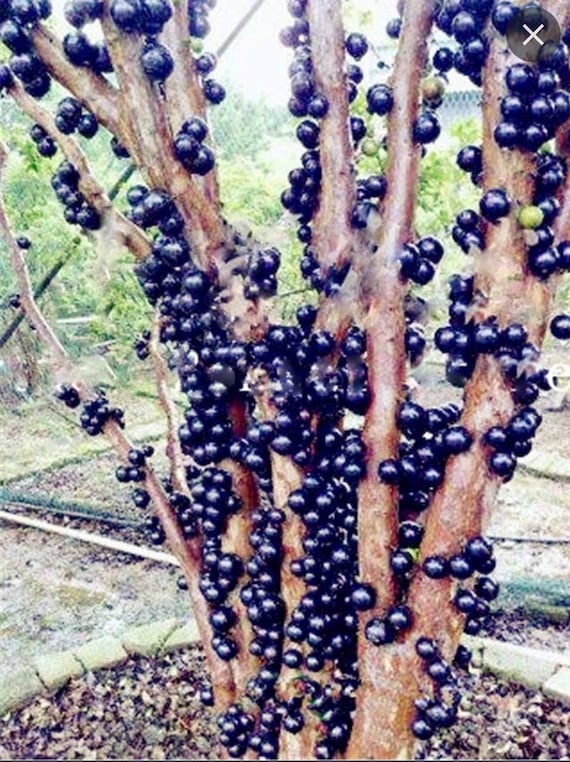 Rare Fruit Trees