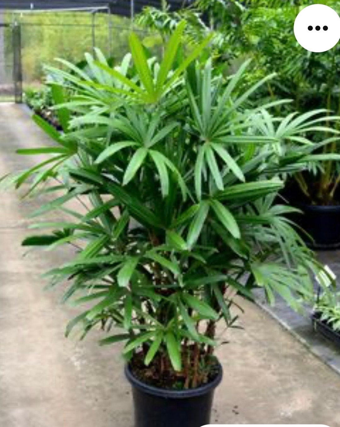 Lady Palm. Rhapis Excelsa Palm ( FREE SHIPPING) - Etsy