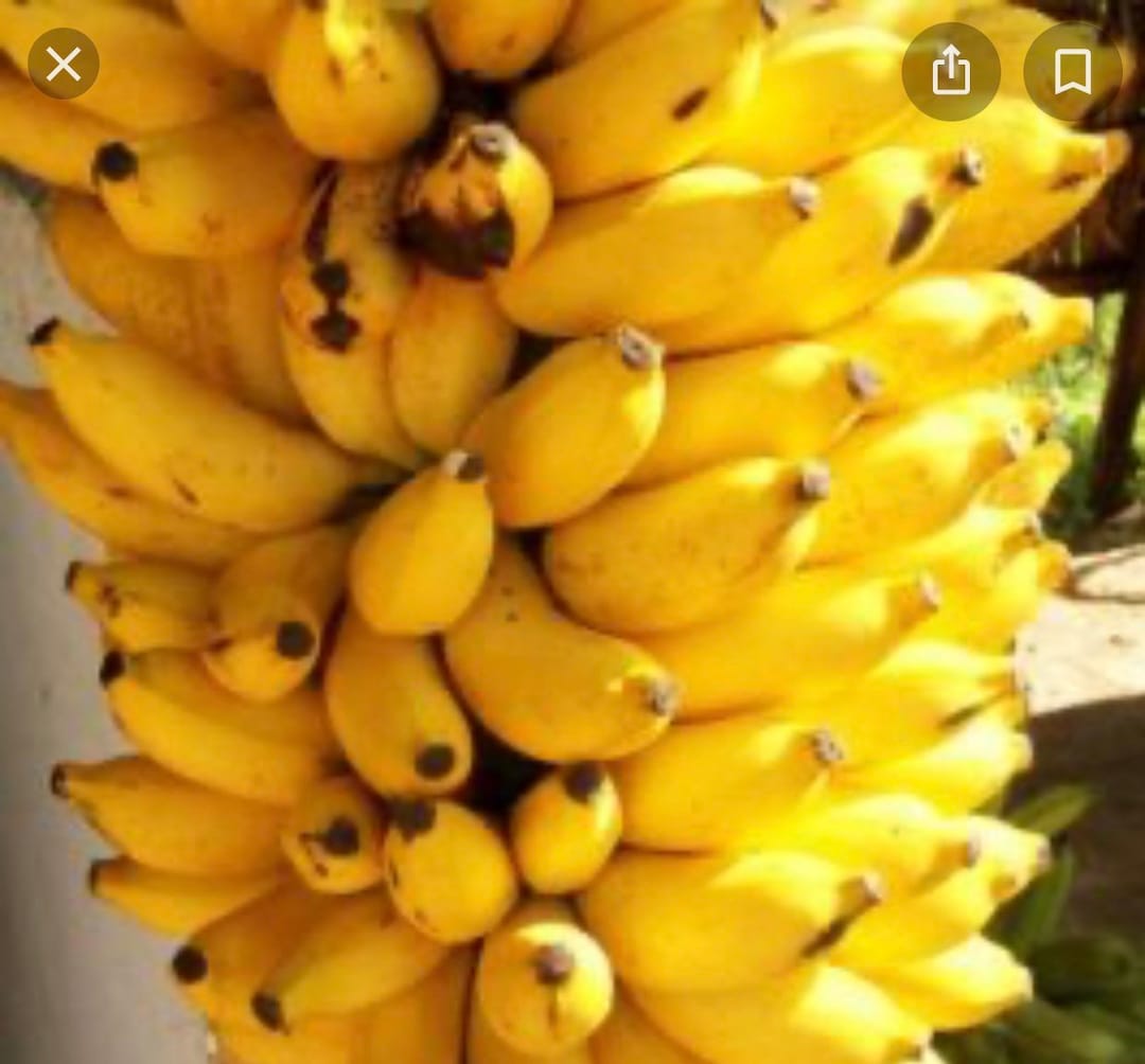 Misi Luki Bananna Tree , Dessert Bananna Fruit Bearing, Tropical Exotic ...