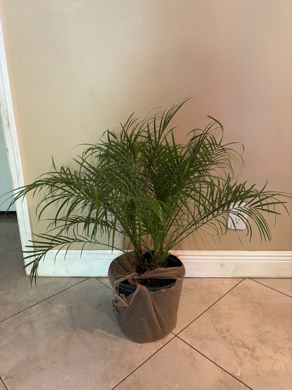 Enfermedad De La Palmera Datilera Pigmea