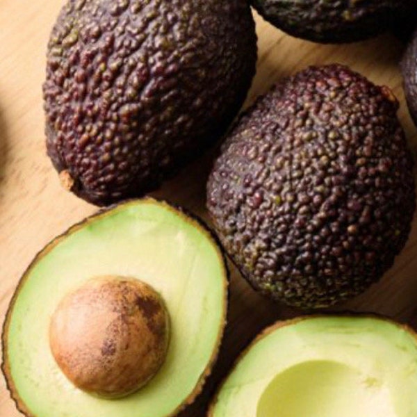 Hass Avocado Tree - Etsy