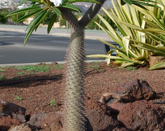 Madagascar Palm 4 - Etsy