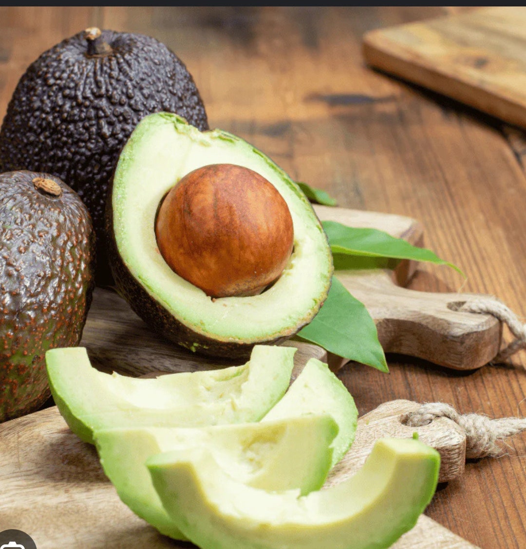 Dwarf Utuado Avocado GRAFTED Live Tree FREE SHIPPING - Etsy UK