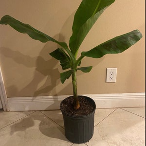 Double ‘ Mahoi’ Bananna Plant ( Free Shipping) Rare Exotic - Etsy