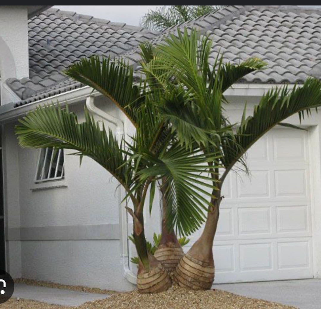 Triple Bottle Palm Bottle Palm Dino's Palms