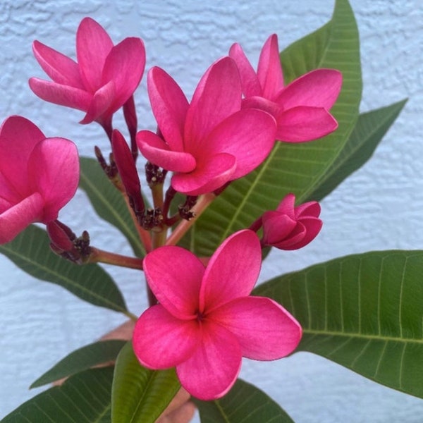 Frangipani - Etsy