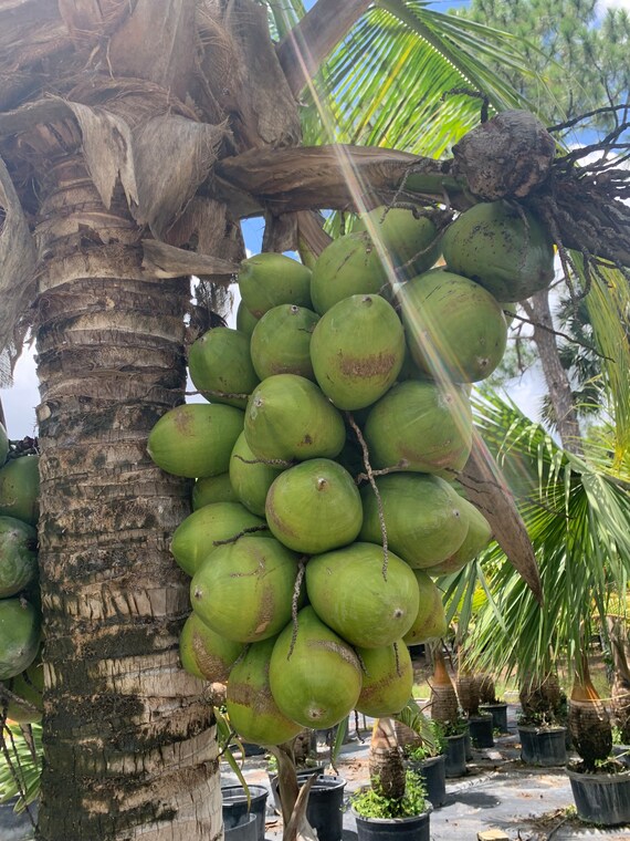 Green Coconut Tree
