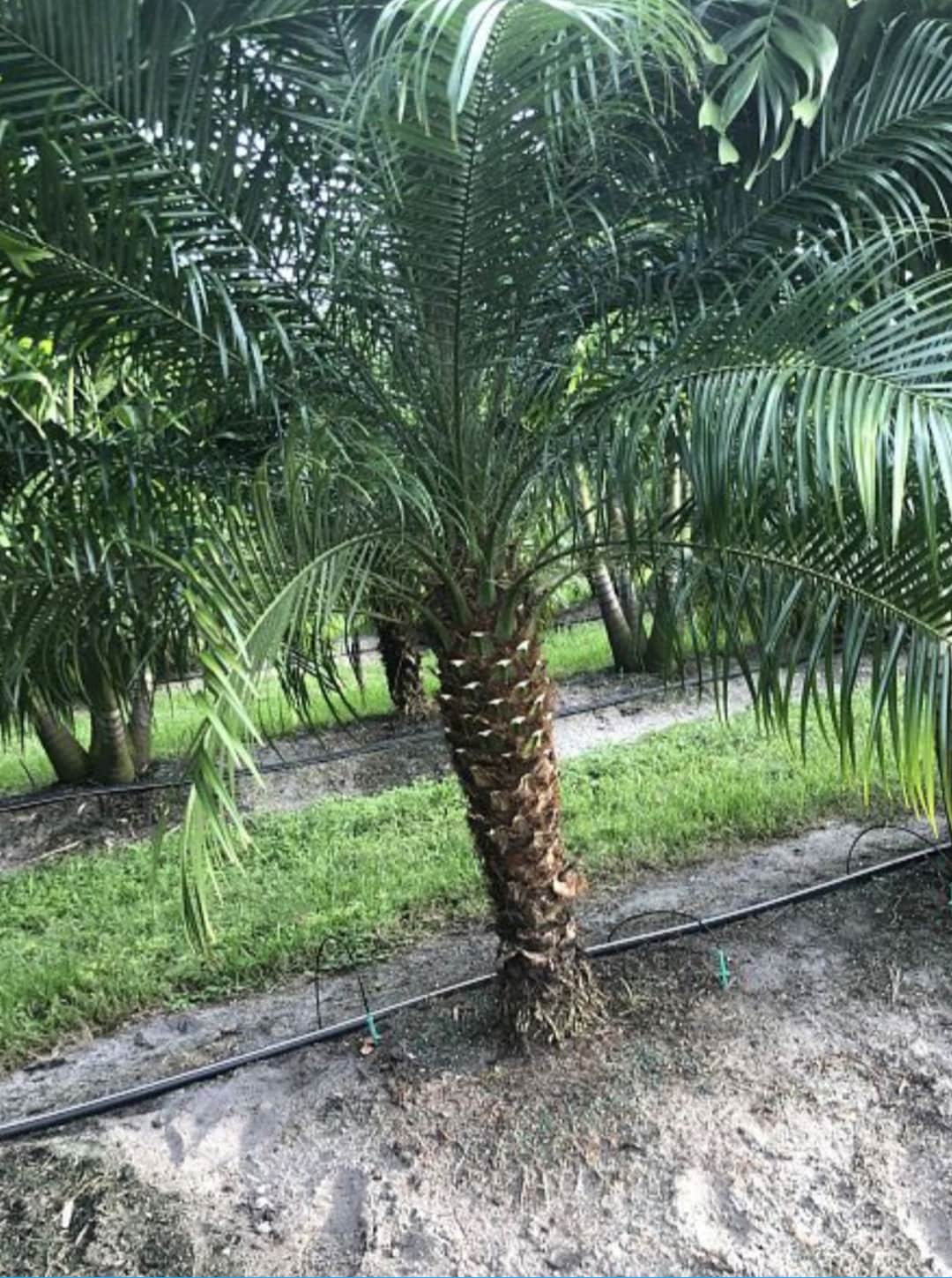 Robillini Palm, Single, Roebelenii Palm Pygmy Date Palm - Etsy