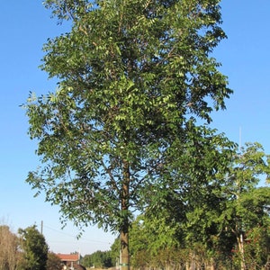 Mahogany Tree . BOGO Buy 1 Get 1, Shade Tree - Etsy UK