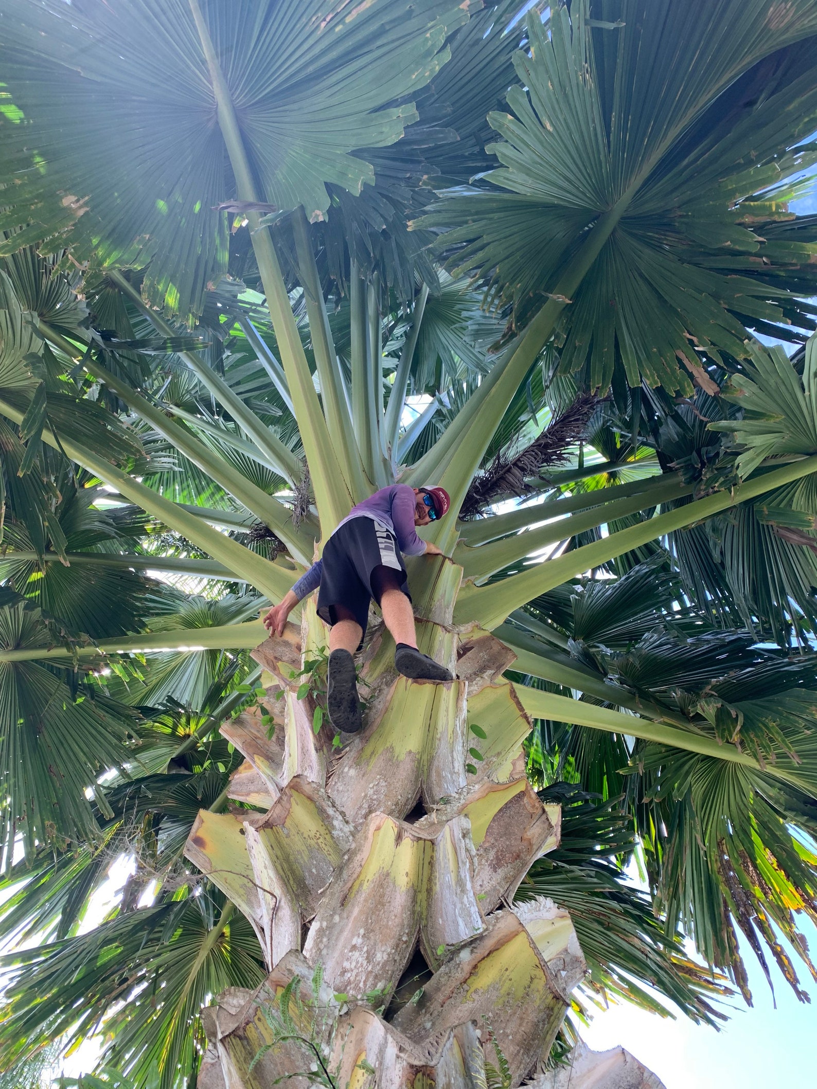 Corypha Umbraculifera Talipot Palm Exotic. Extremely Rare - Etsy