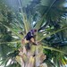 Corypha Umbraculifera , Talipot Palm , Exotic. Extremely Rare, Large ...