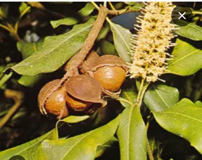 Macadamia Nut Tree Live Plant Live Tree Macadamia Tree Nut Edible Tree ...