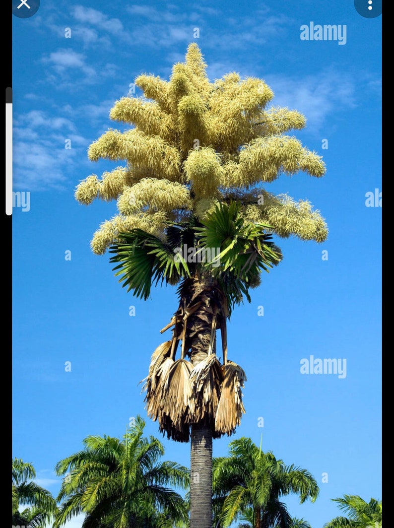 Corypha Umbraculifera Talipot Palm Exotic. Extremely Rare - Etsy