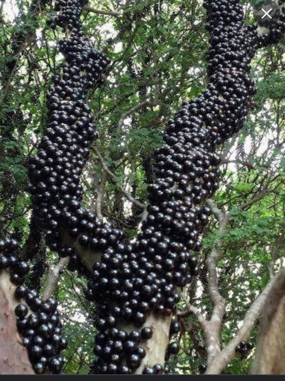 Jaboticaba Fruit