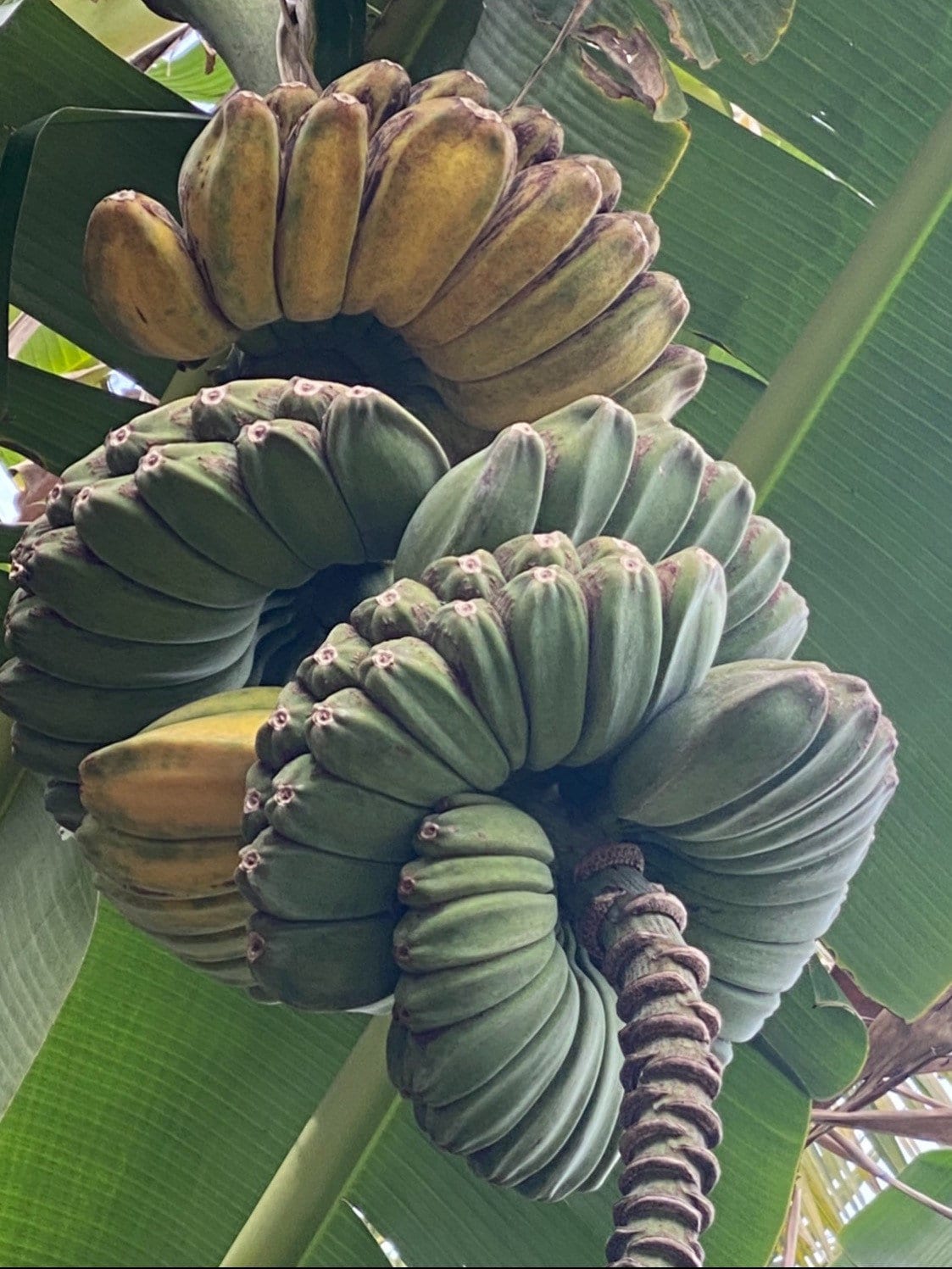 Banana Tree RARE Praying Hands - Etsy