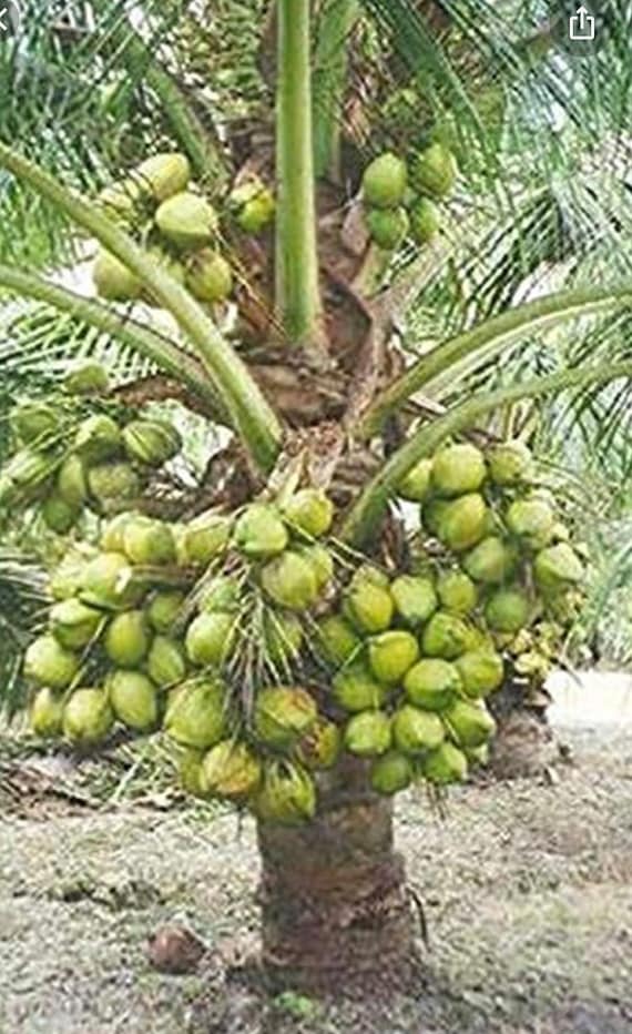 Malaysian Coconut Tree Sprouts Agrohort ipb ac id malaysian-coconut-tree-sprouts-agrohort-ipb-ac-id