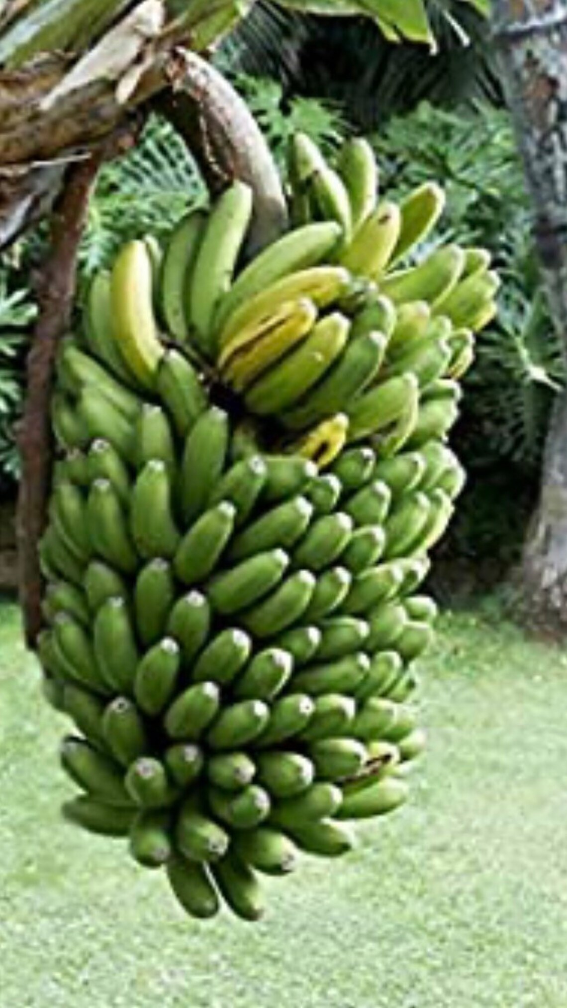 Misi Luki Bananna Tree Dessert Bananna Fruit Bearing - Etsy